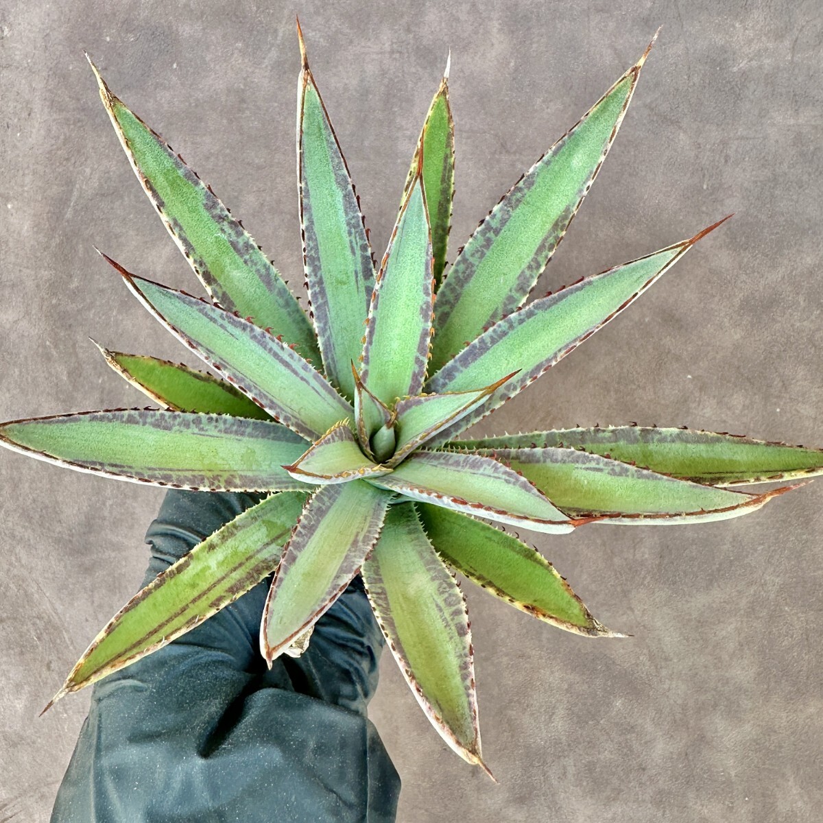 Yahoo!オークション - Lj_plants A451 激レア高級品種 アガベ 血統 Bl...