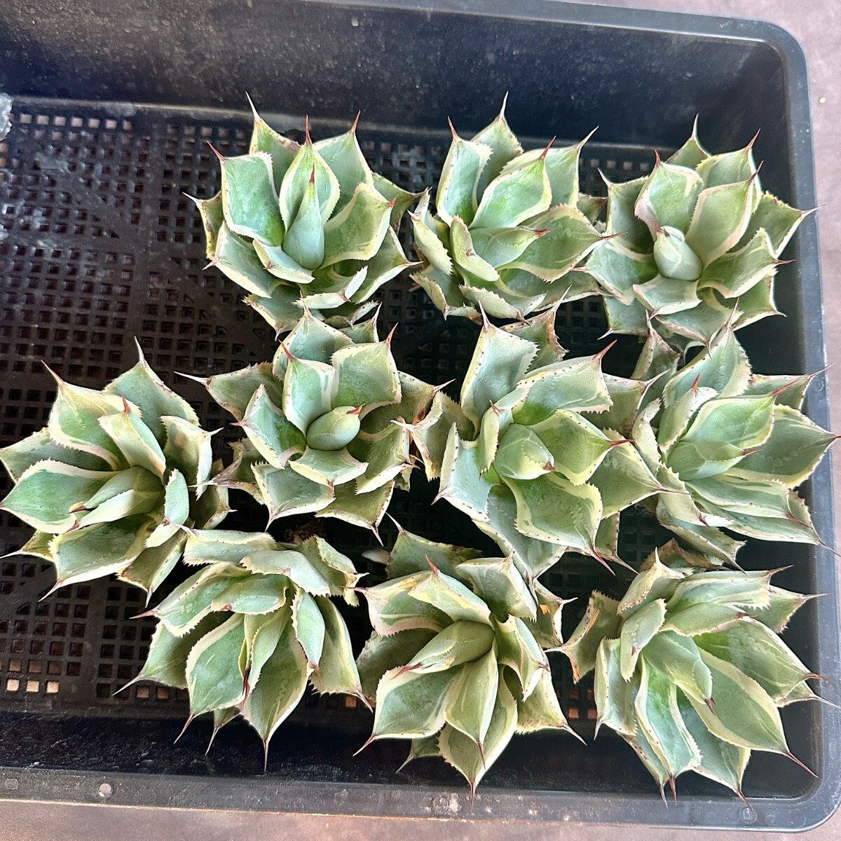 Yahoo!オークション - Lj_plants A496 激レア高級品種 多肉植物 アガ...