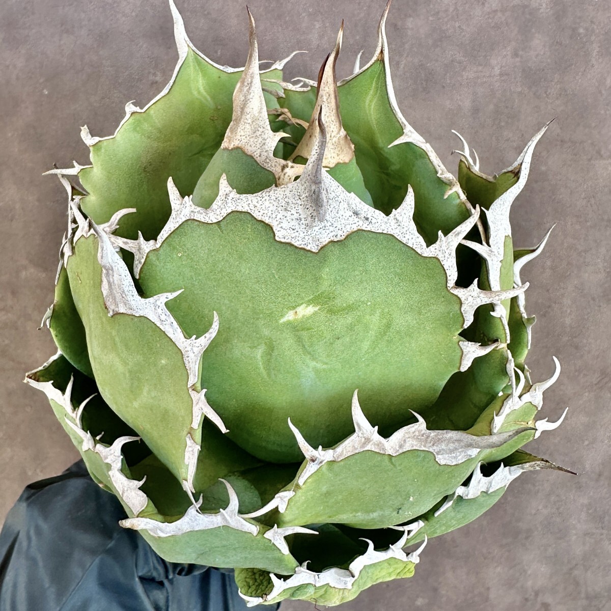 Yahoo!オークション - Lj_plants A600 特選 アガベ 多肉植物 チタノタ...