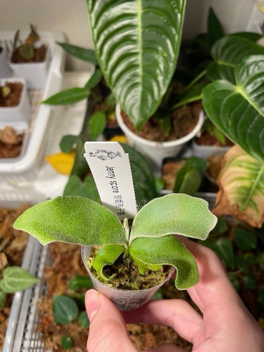 Yahoo!オークション - ビカクシダ jenny