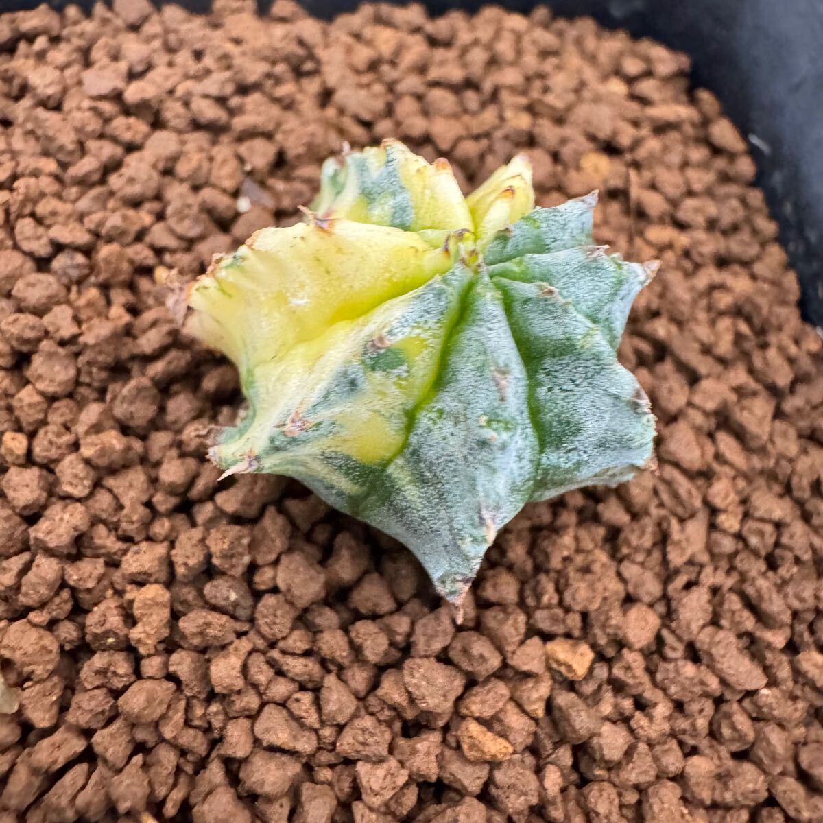 サボテン 多肉植物 841 ユーホルビア ホリダ錦 Euphorbia horrida varieg.(サボテン)｜売買されたオークション情報、yahooの商品情報をアーカイブ公開 ...