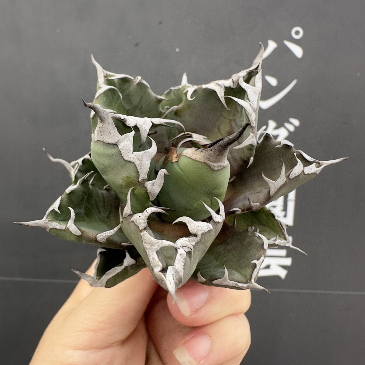 Yahoo!オークション - C23 【パンダ園芸】特選 アガベ チタノタ 姫厳竜...