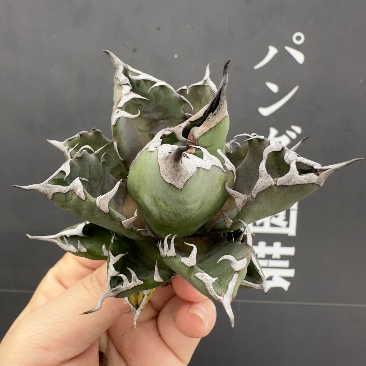 Yahoo!オークション - C23 【パンダ園芸】特選 アガベ チタノタ 姫厳竜...