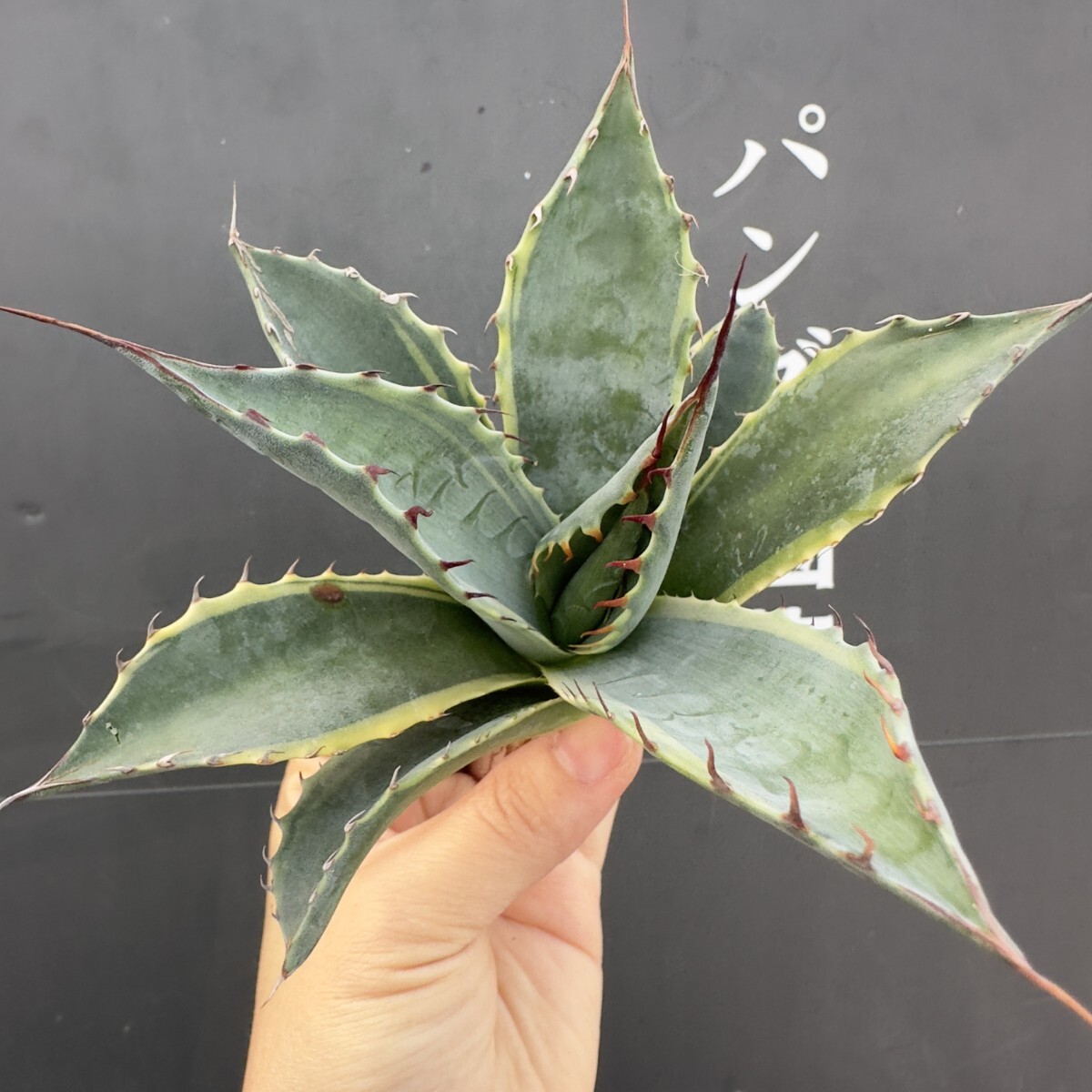 Yahoo!オークション - C49 【パンダ園芸】多肉植物 アガベパラサナ錦 ...