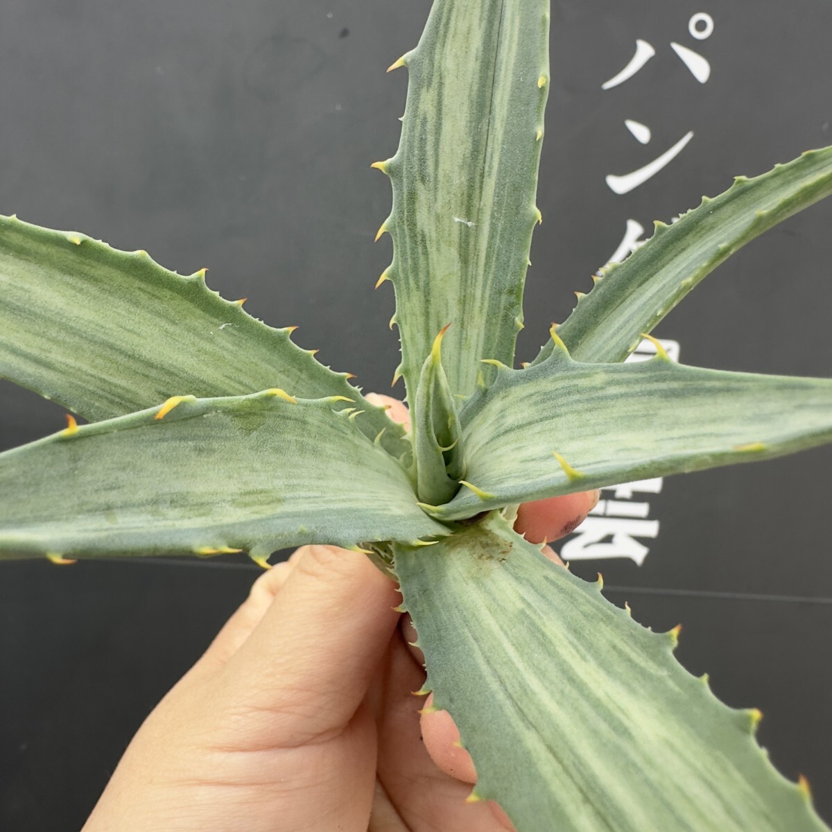 Yahoo!オークション - D73【パンダ園芸】 アガベ 多肉植物 シンプレッ...