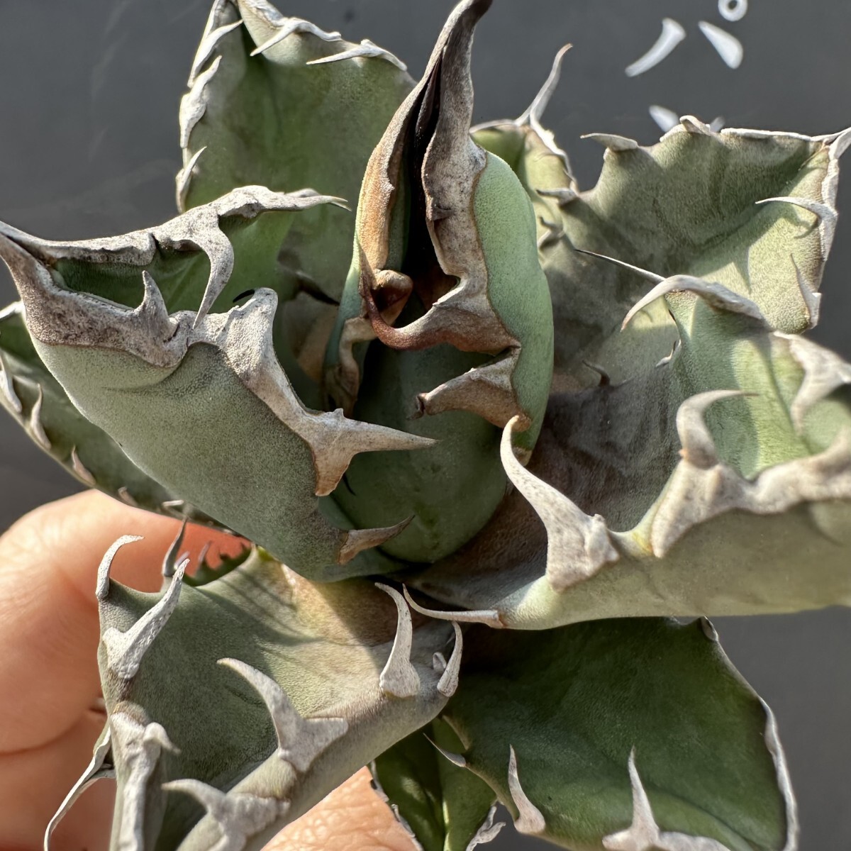 Yahoo!オークション - B62【パンダ園芸】特選 アガベ チタノタ 姫厳竜 ...