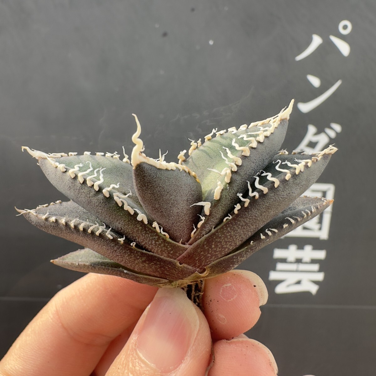 Yahoo!オークション - F10【パンダ園芸】 アガベ チタノタ 眼鏡蛇コブ...