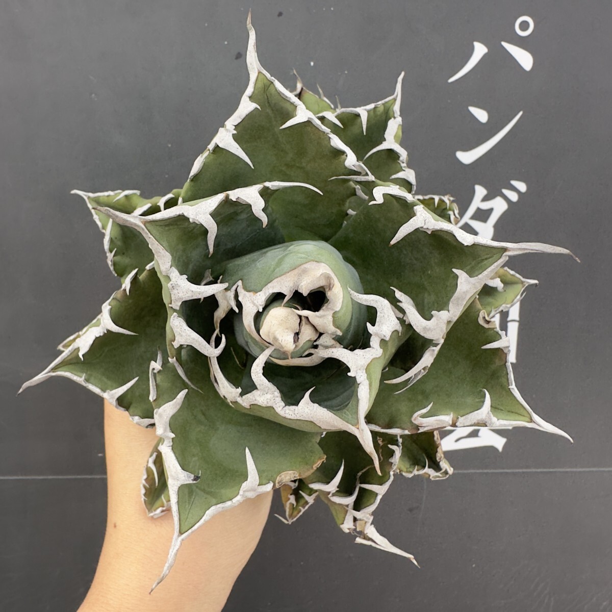 Yahoo!オークション - G77【パンダ園芸】アガベチタノタ 狂棘夕映 強棘...