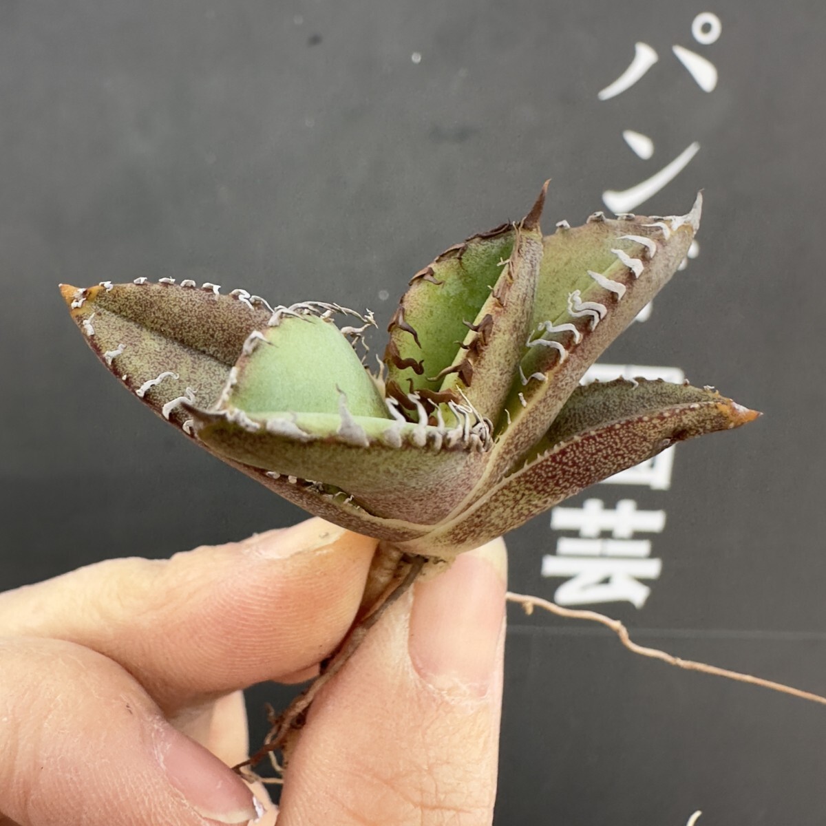 Yahoo!オークション - D59【パンダ園芸】アガベ チタノタ 地勇星 極上...