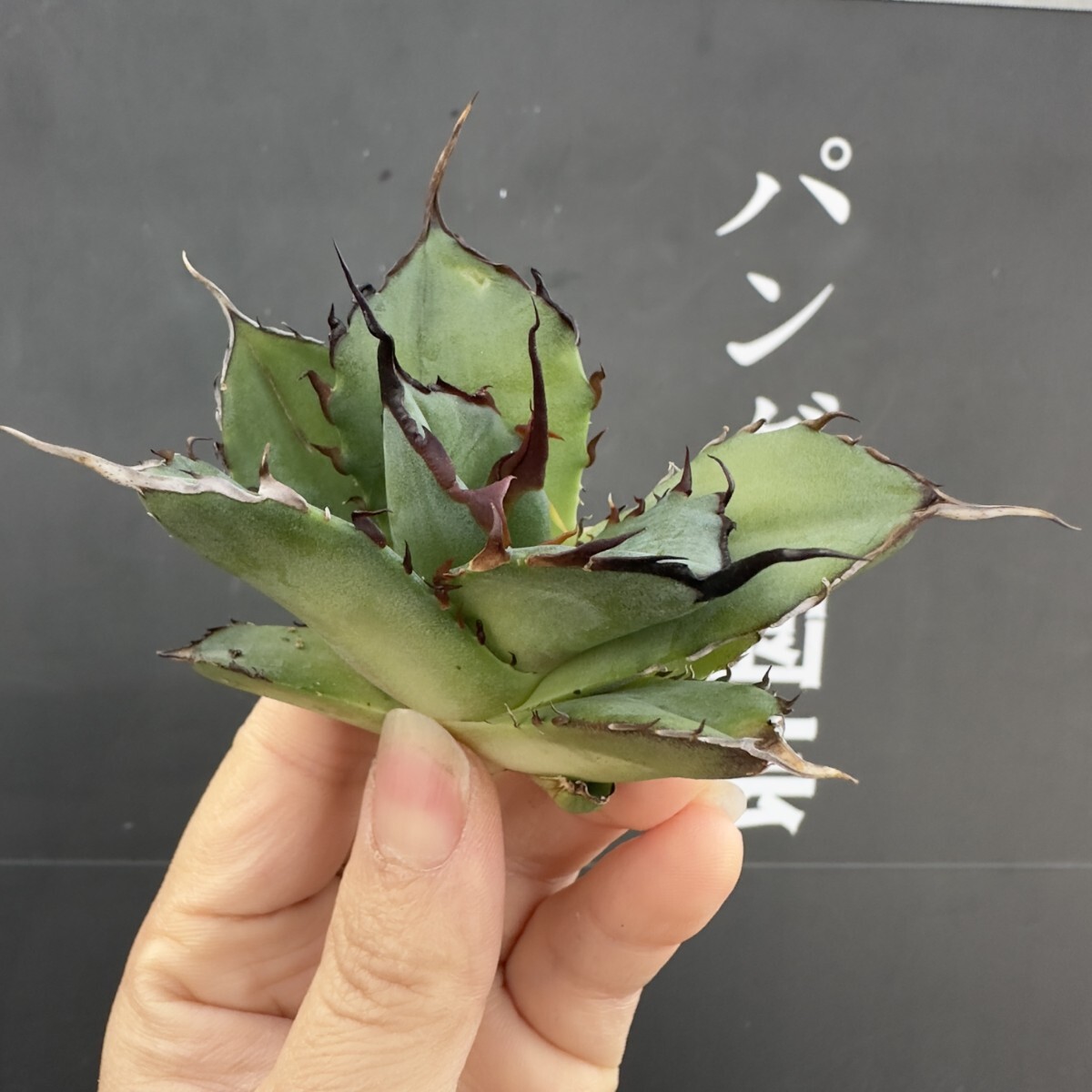 Yahoo!オークション - D72【パンダ園芸】アガベ チタノタ HADES ハデス...