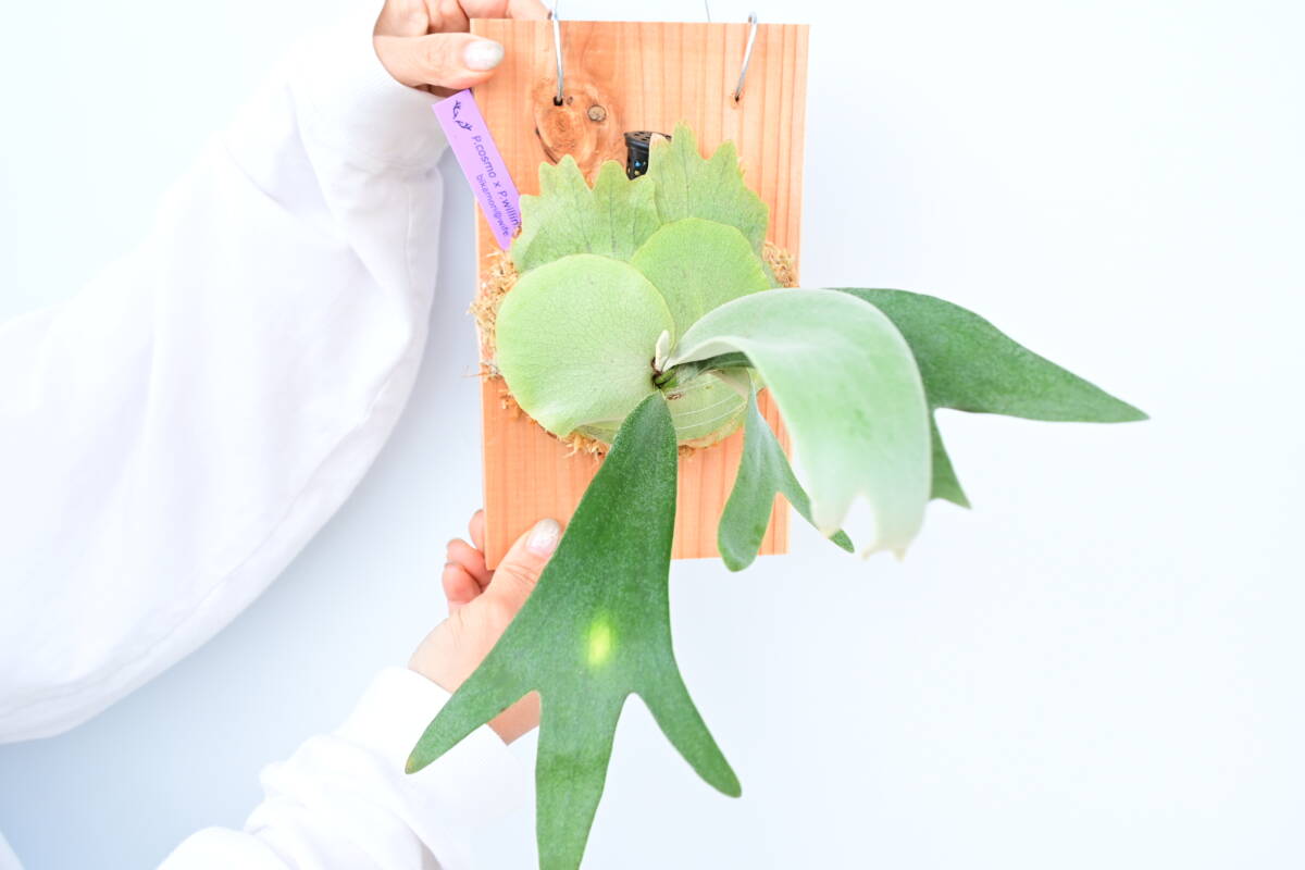 Yahoo!オークション - P.cosmo x P.willinckii spored ＠ビカ森wife 板...