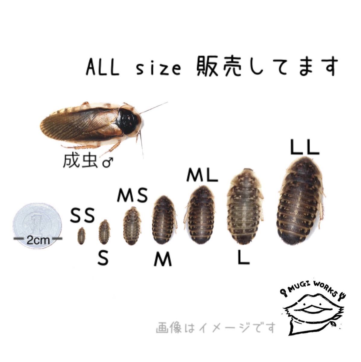 Yahoo!オークション - SS~S200匹+α 0.5~1cm前後 デュビア 【おまとめ...