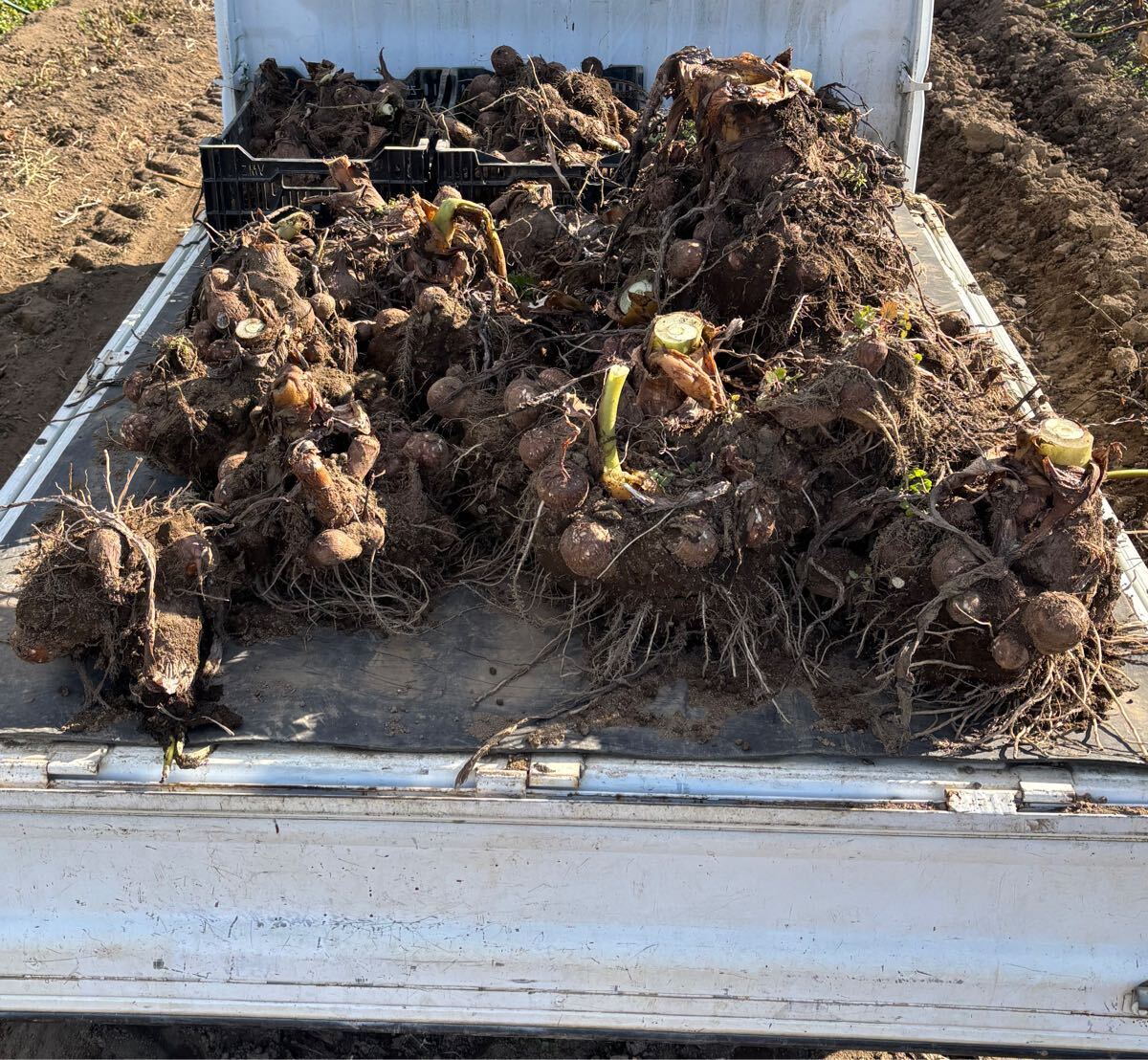 Yahoo!オークション - 埼玉県産 さといも 里芋 土垂れ 減農薬 19kg 農...