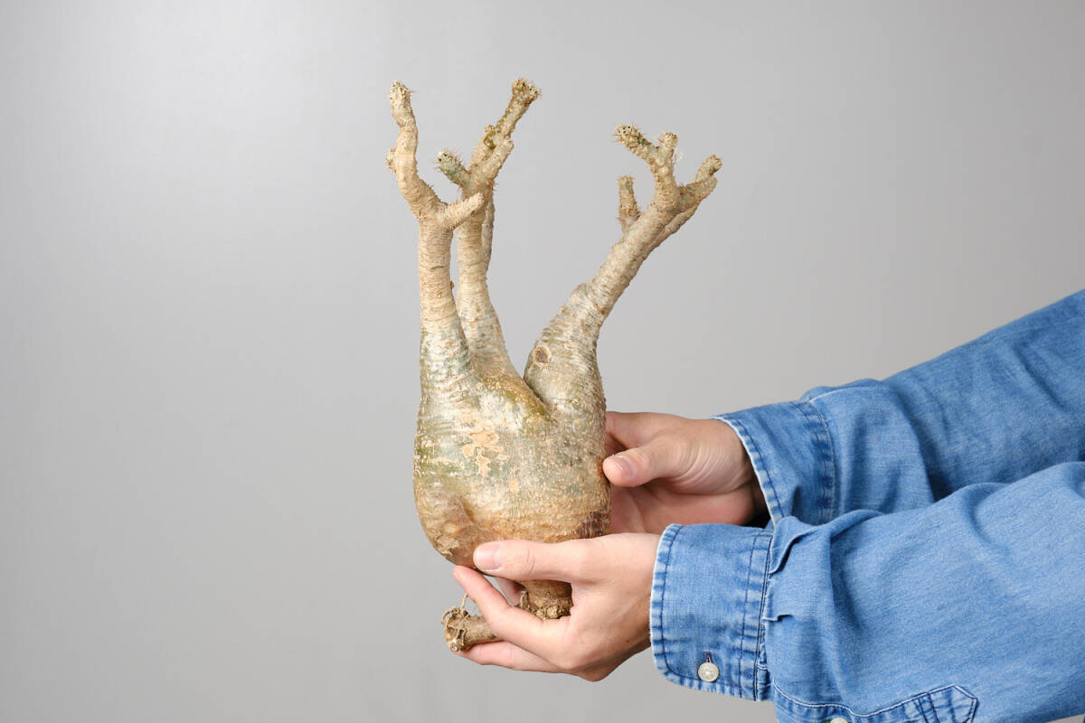 Yahoo!オークション - LG31 パキポディウム グラキリス 12/16 入荷 塊...