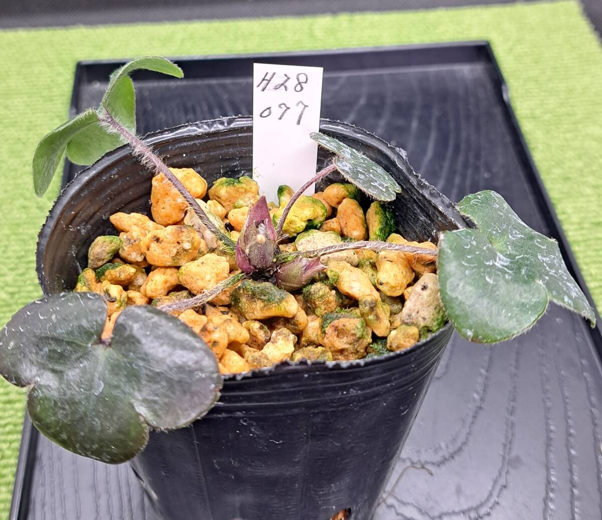 Yahoo!オークション - 雪割草 赤白覆輪 H28 077