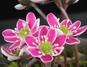 Yahoo!オークション - 雪割草 赤白覆輪 H28 077