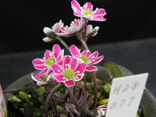 Yahoo!オークション - 雪割草 赤白覆輪 H28 077