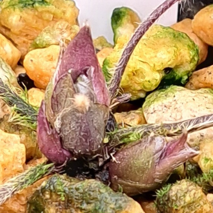 Yahoo!オークション - 雪割草 赤白覆輪 H28 077