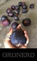 Yahoo!オークション - イチジク苗木 2024出品在庫ラストセール 「 ORON...