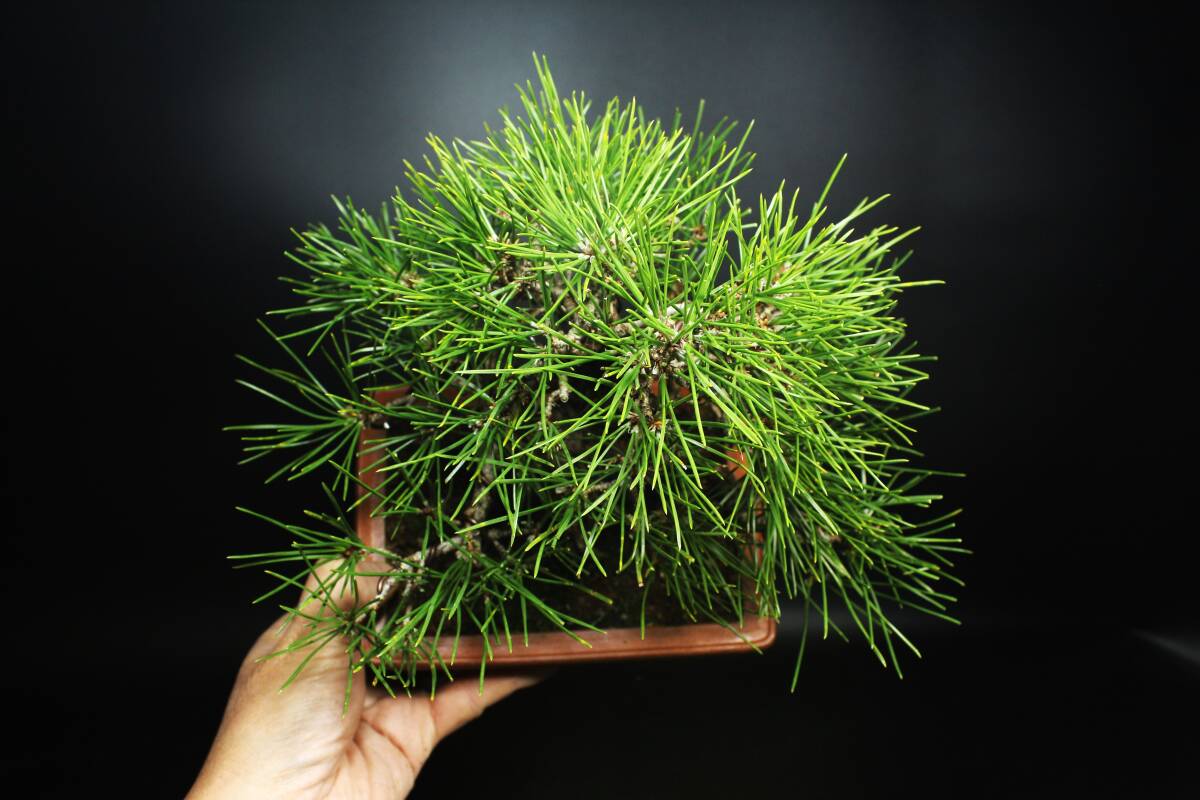 Yahoo!オークション - 【茉莉園】 黒松1 樹高19cm 小品盆栽 本格模...