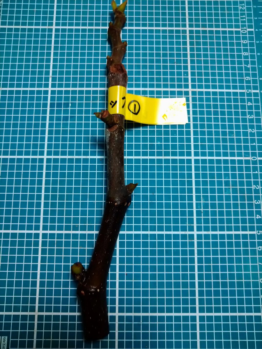 Yahoo!オークション - LSUレイトブラック（1いちじく穂木）