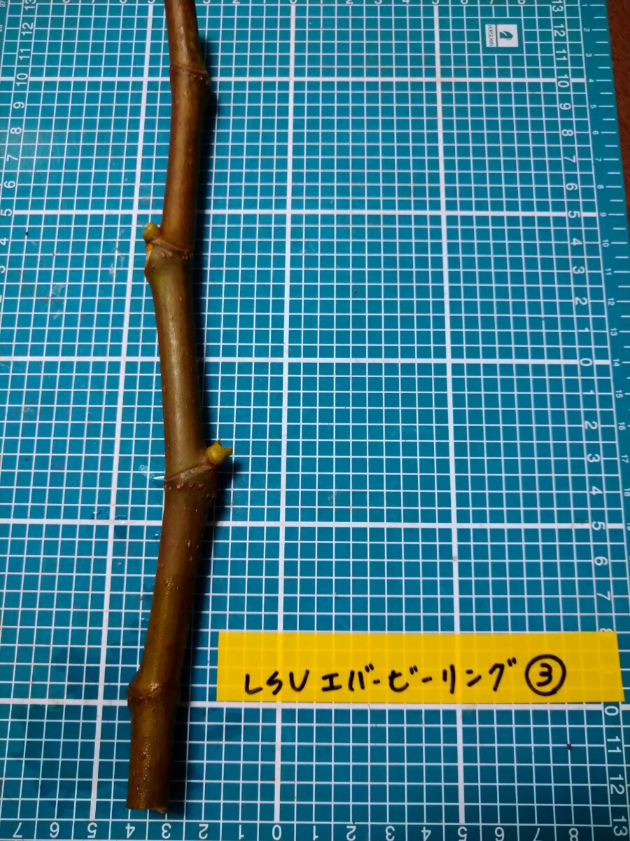 Yahoo!オークション - LSUエバービリング（3いちじく穂木）