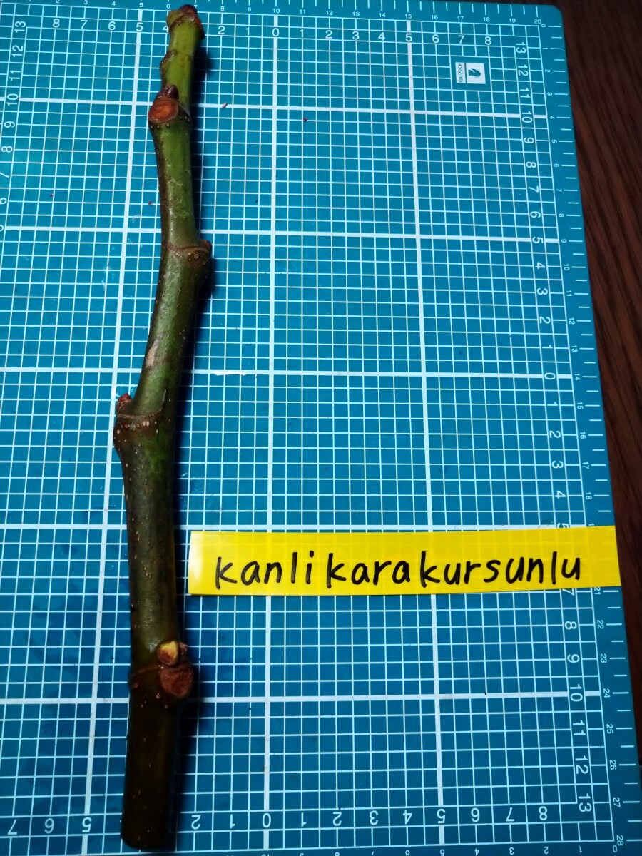 Yahoo!オークション - KKKいちじく穂木