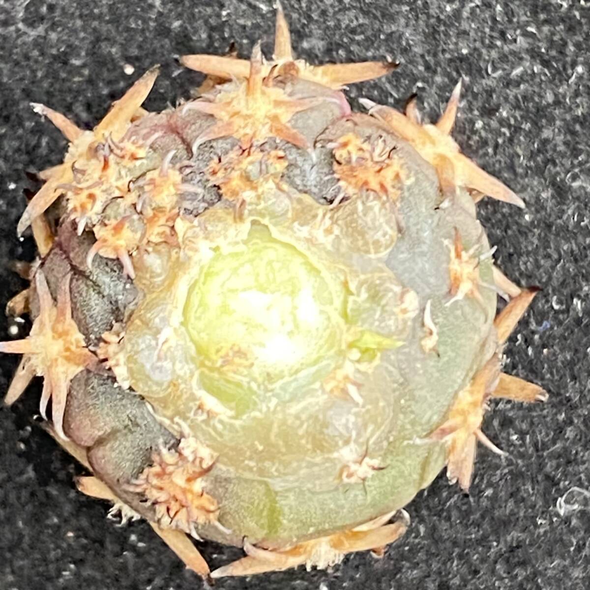 Yahoo!オークション - d84 サボテン 短棘天平丸 ギムノカリキウム 強棘...