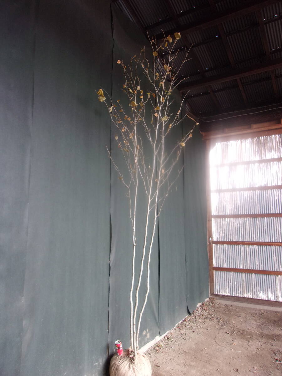 Yahoo!オークション - マンサク 山取 994