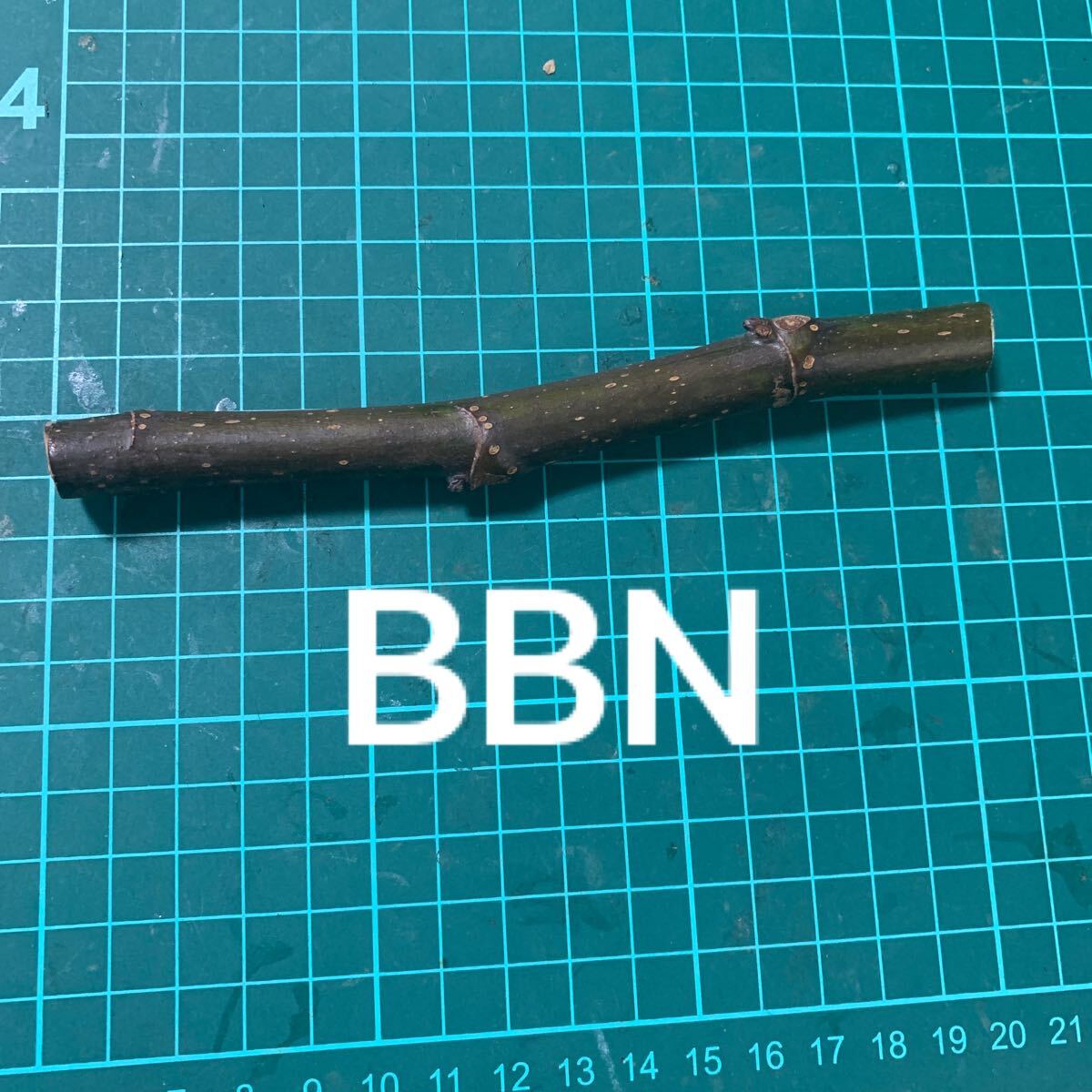 Yahoo!オークション - BBN穂木 イチジク穂木 いちじく穂木