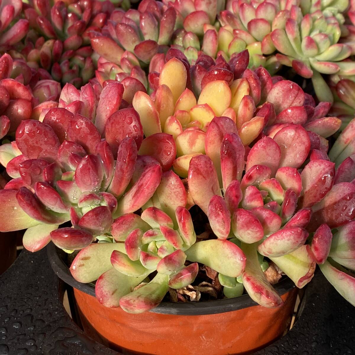 Yahoo!オークション - F422-2 19苗セット マクドガリー錦 多肉植物 エ...