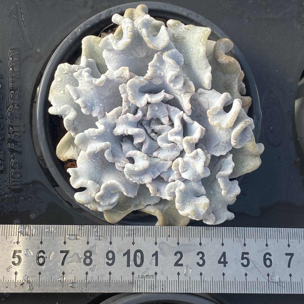 Yahoo!オークション - F314-2 16苗セット クリスペイトビューティ 多肉...