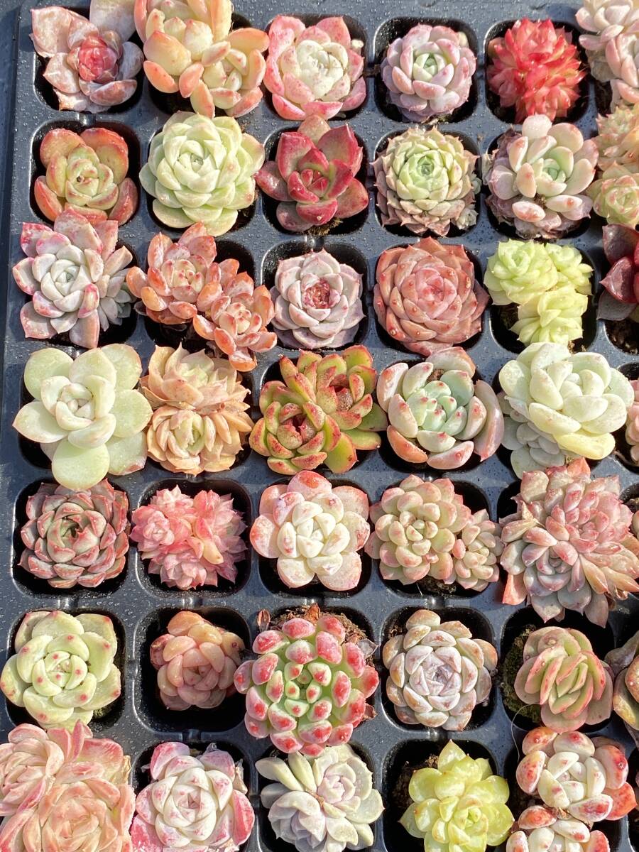 Yahoo!オークション - 105株セット L61 多肉植物 エケベリア ミックス...