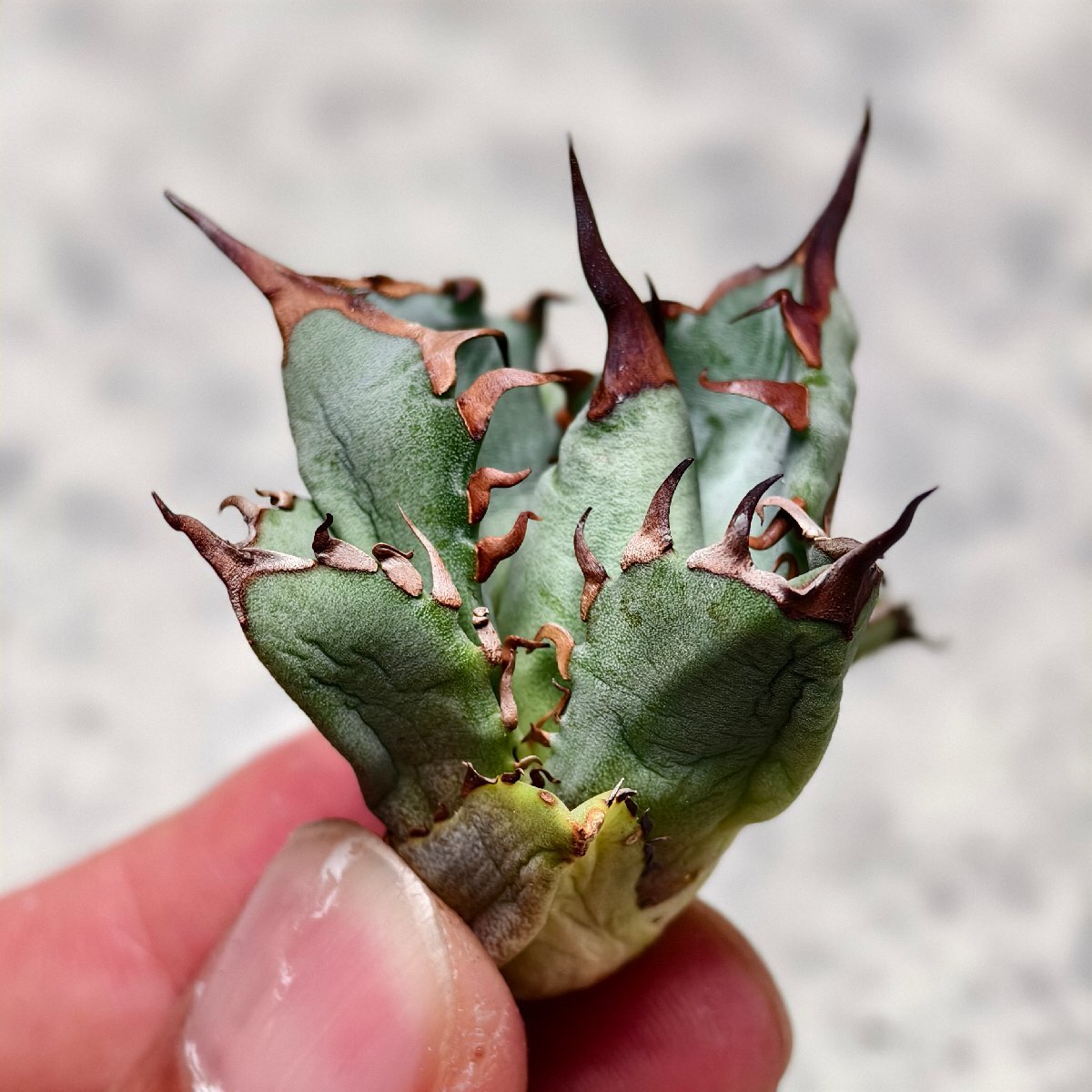 Yahoo!オークション - 171.アガベ チタノタ 鰐亀/皇冠 青犀 麻花龍 清...