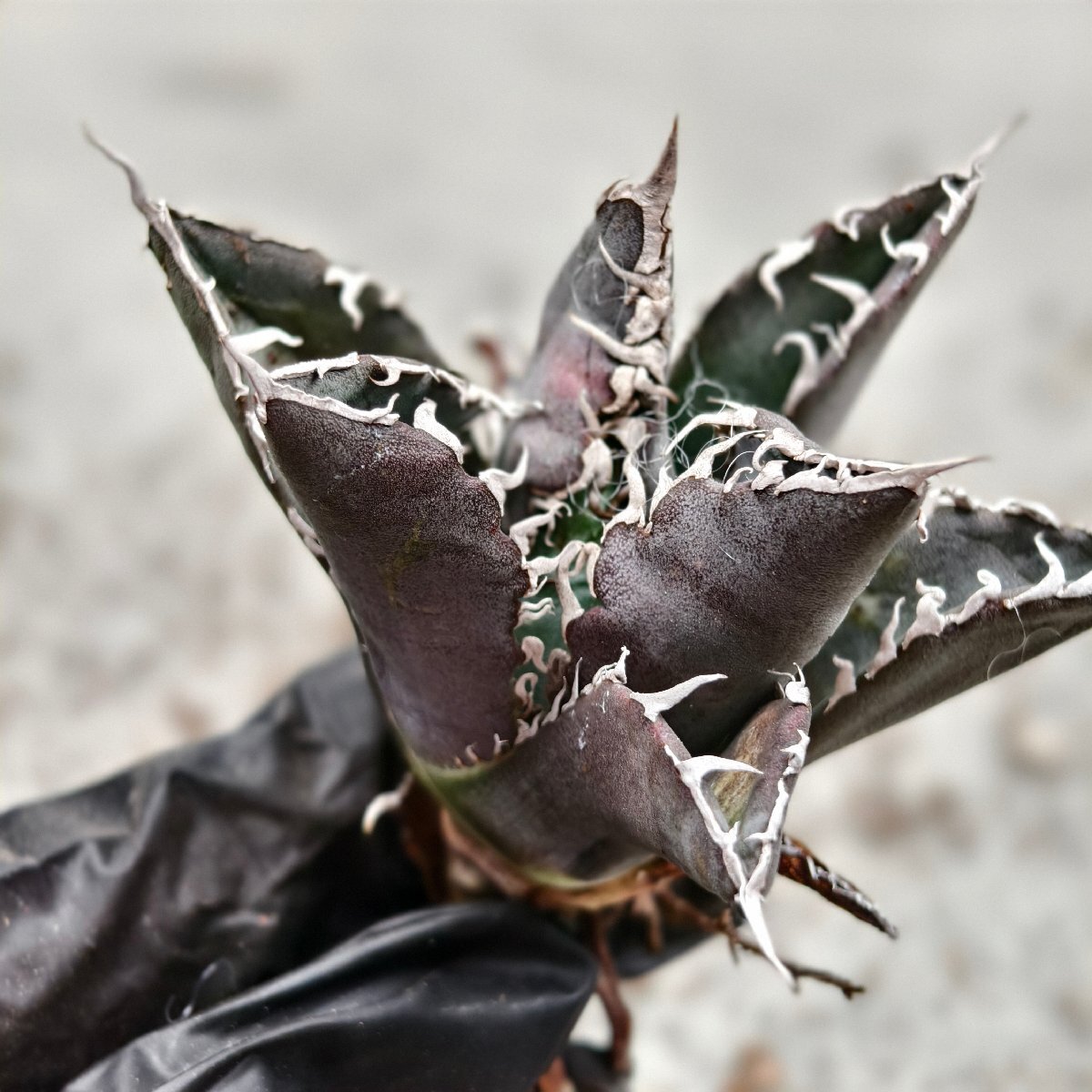 Yahoo!オークション - 45.アガベ チタノタ紫羅蘭くん BAKEMONO/検 清櫻...