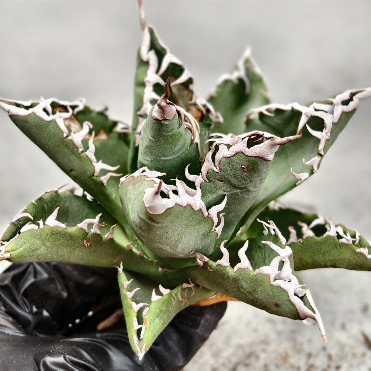 Yahoo!オークション - 87.アガベ チタノタ悪魔くん BAKEMONO/検 清櫻 ...