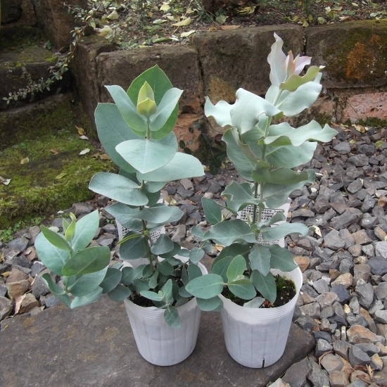Yahoo!オークション - 『ユーカリ・マクロカルパ 2株 Eucalyptus macr...