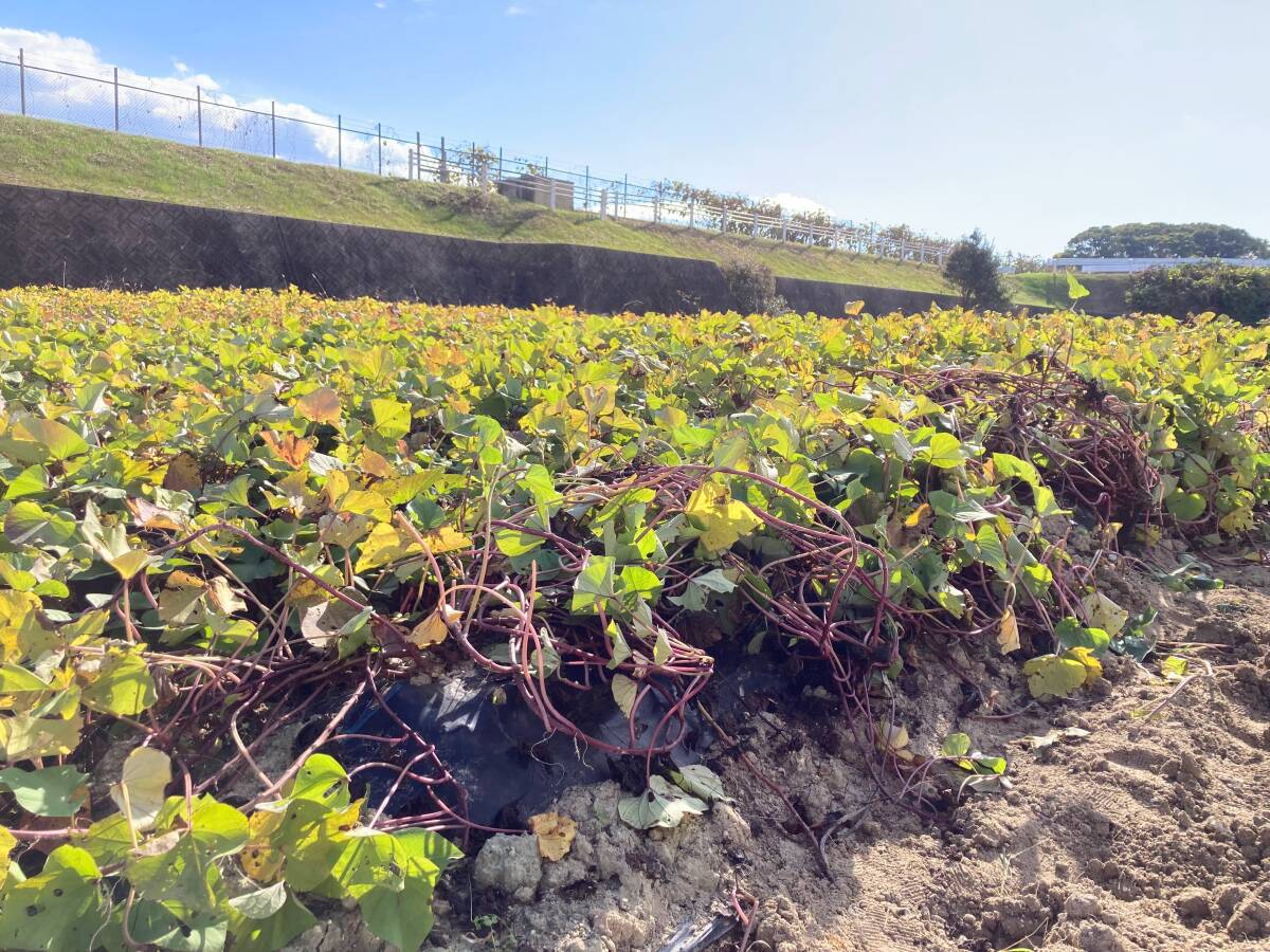 Yahoo!オークション - 【1円スタート】きんとき芋12kg 2Lサイズ 今...