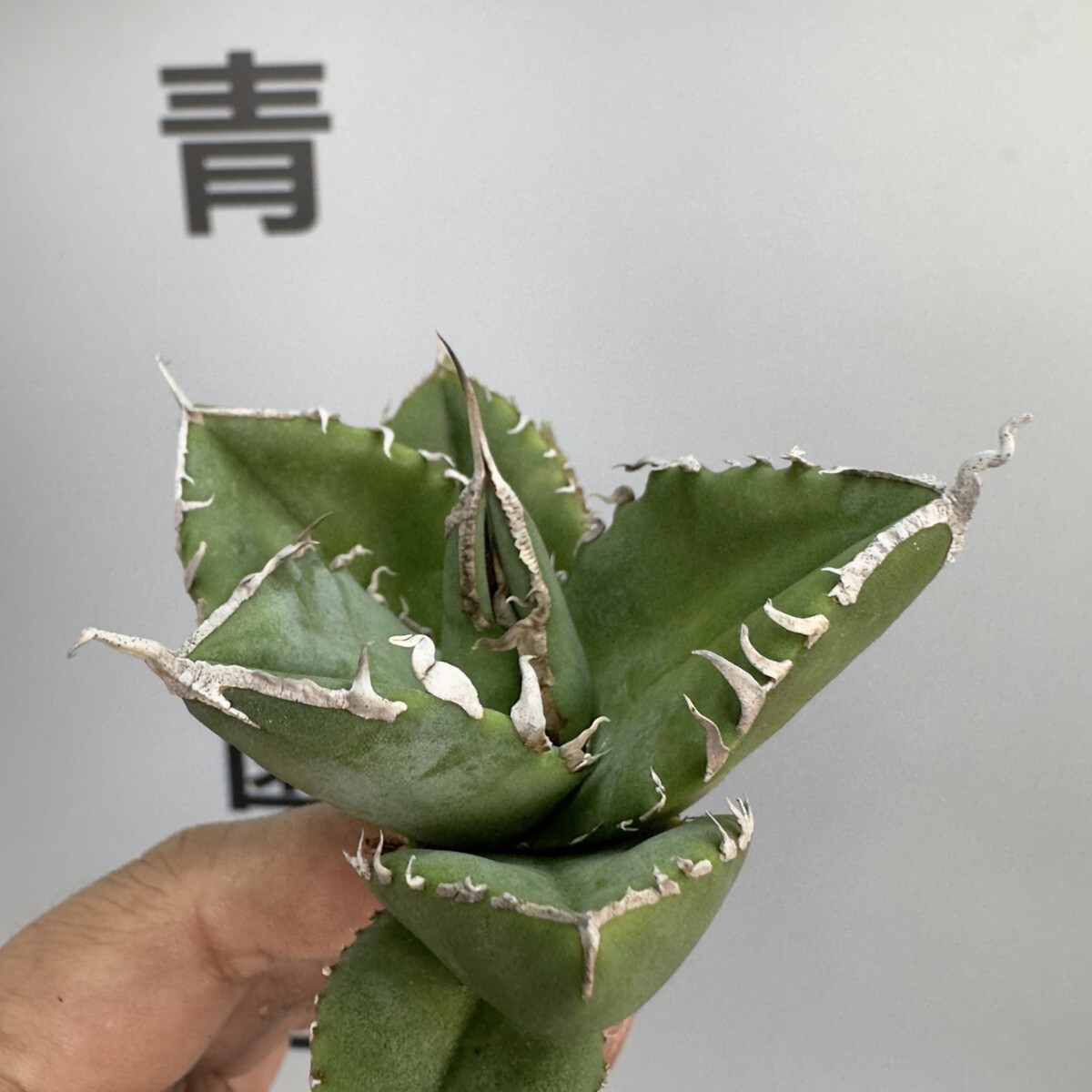 Yahoo!オークション - AU2【青田園芸】アガベ チタノタ SAD 南アフリカ...