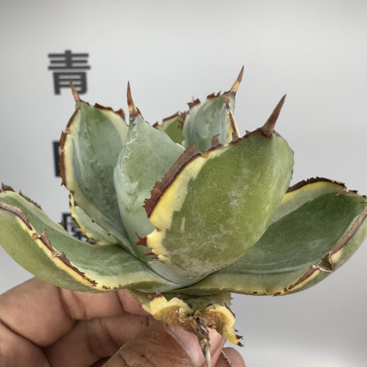 Yahoo!オークション - AU15【青田園芸】多肉植物 アガベ 王妃兜蟹錦 連...