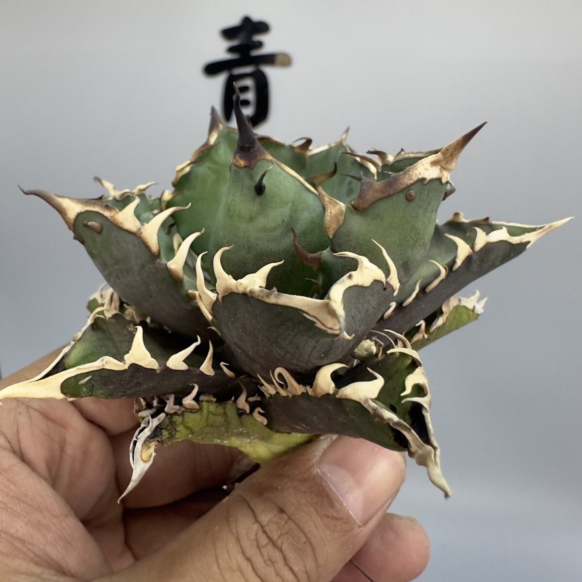 Yahoo!オークション - AE62【青田園芸】特選SSS級 アガベ 多肉植物 チ...