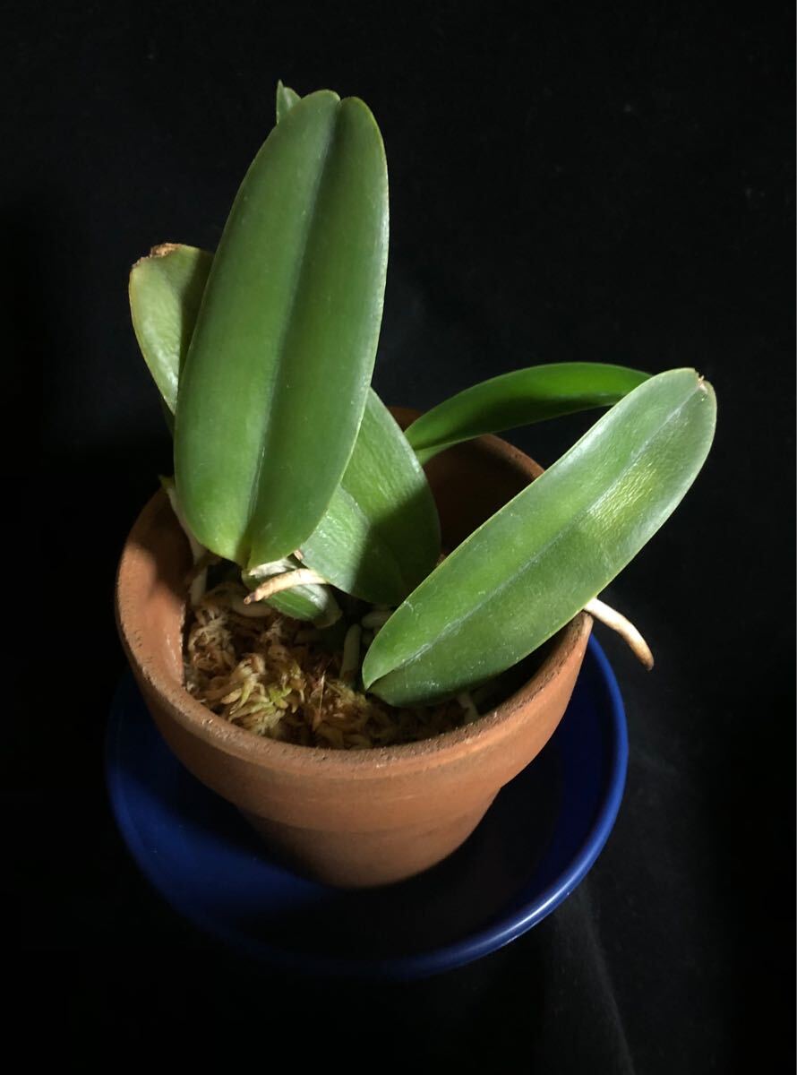 Yahoo!オークション - 洋蘭 C.maxima carnea Soushi NO2 (OG)