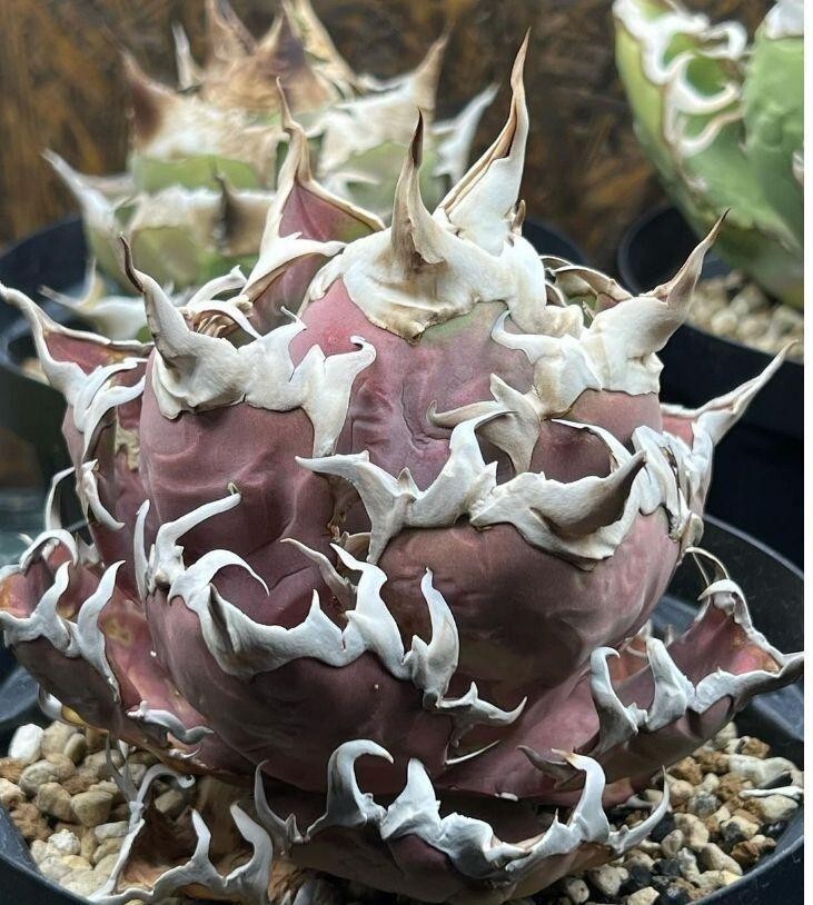 Yahoo!オークション - T106多肉植物アガベ チタノタ 赤 紅 台湾有望株