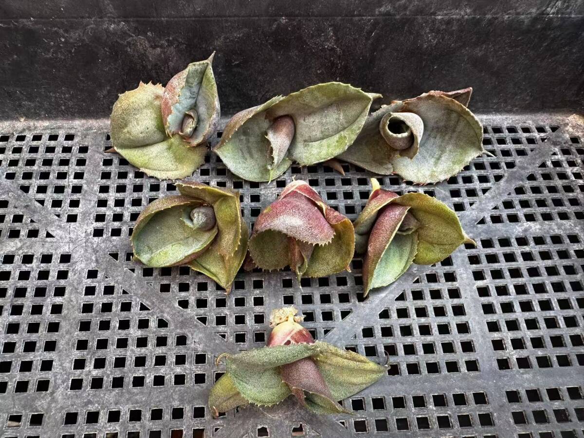 F23 瀧將plant 多肉植物 アガベ Agave marmorata 'Papilio Platanoides' マルモラ-タ パピリオ プラタノイデス 子株 7株同梱(アガベ)｜売買され ...