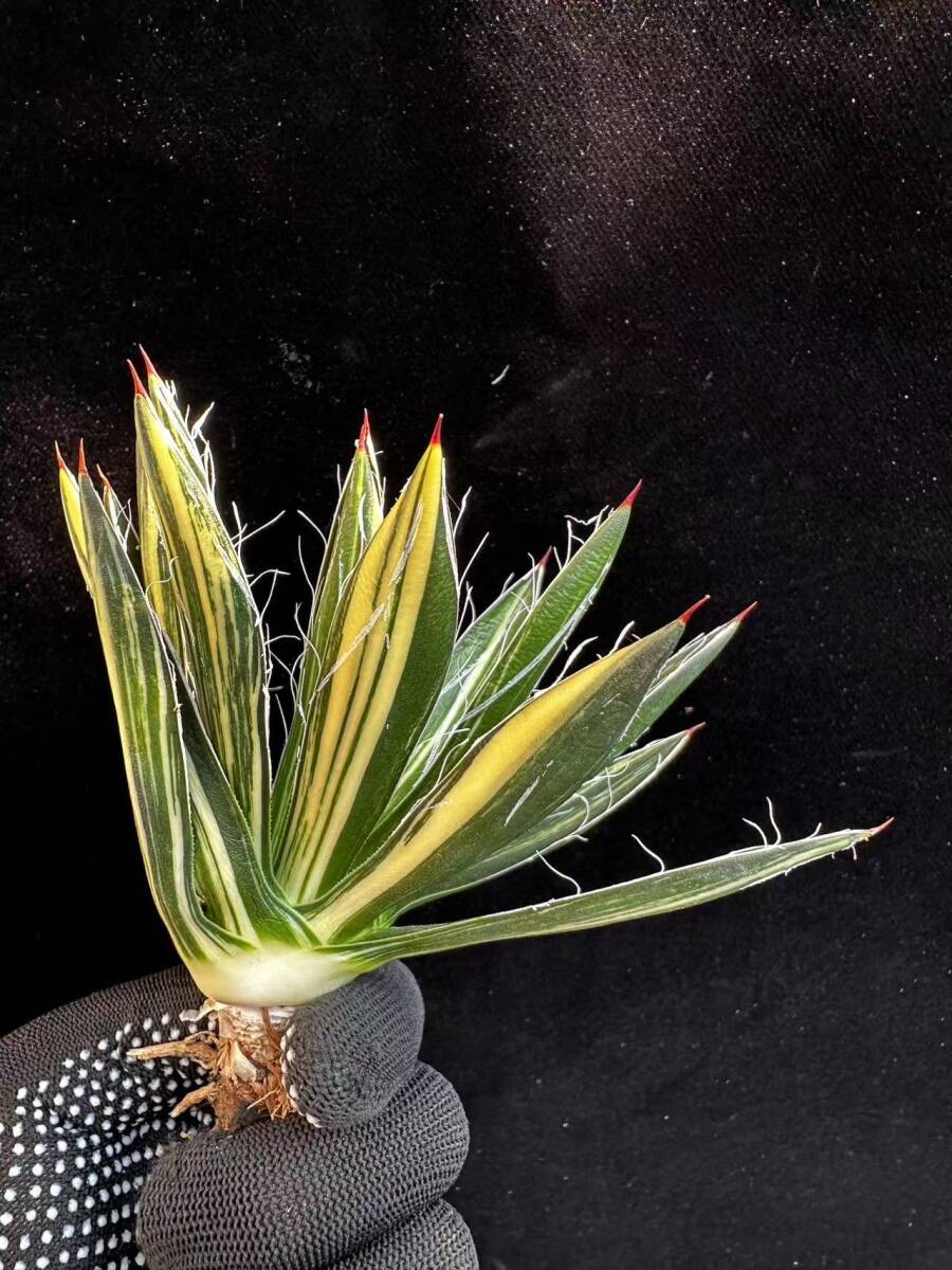 Yahoo!オークション - F51【瀧將plant】多肉植物アガベ 王妃乱れ雪錦 ...