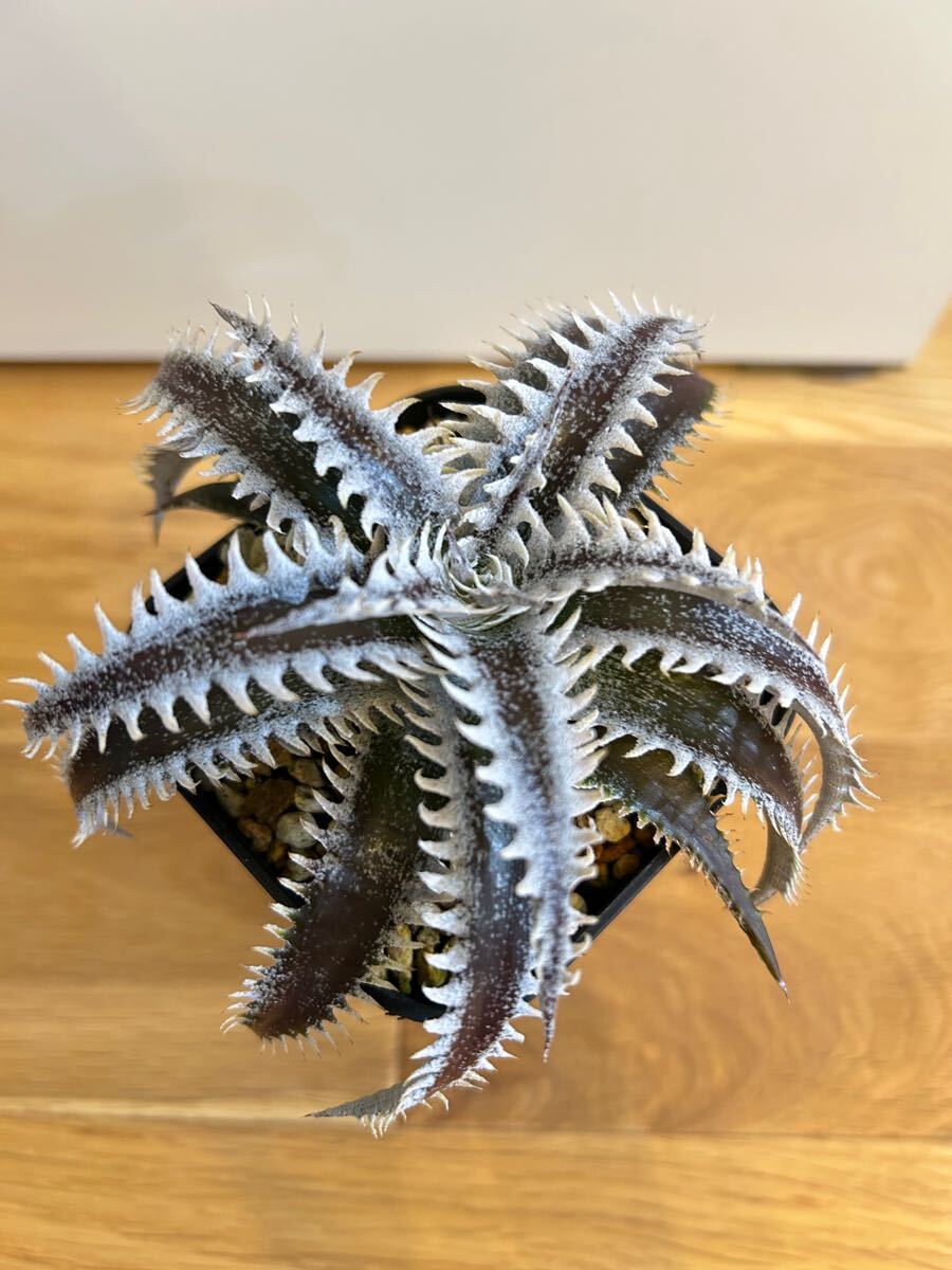Yahoo!オークション - Dyckia 'Bill Baker×Bangkok Star' 子株活着苗 ...