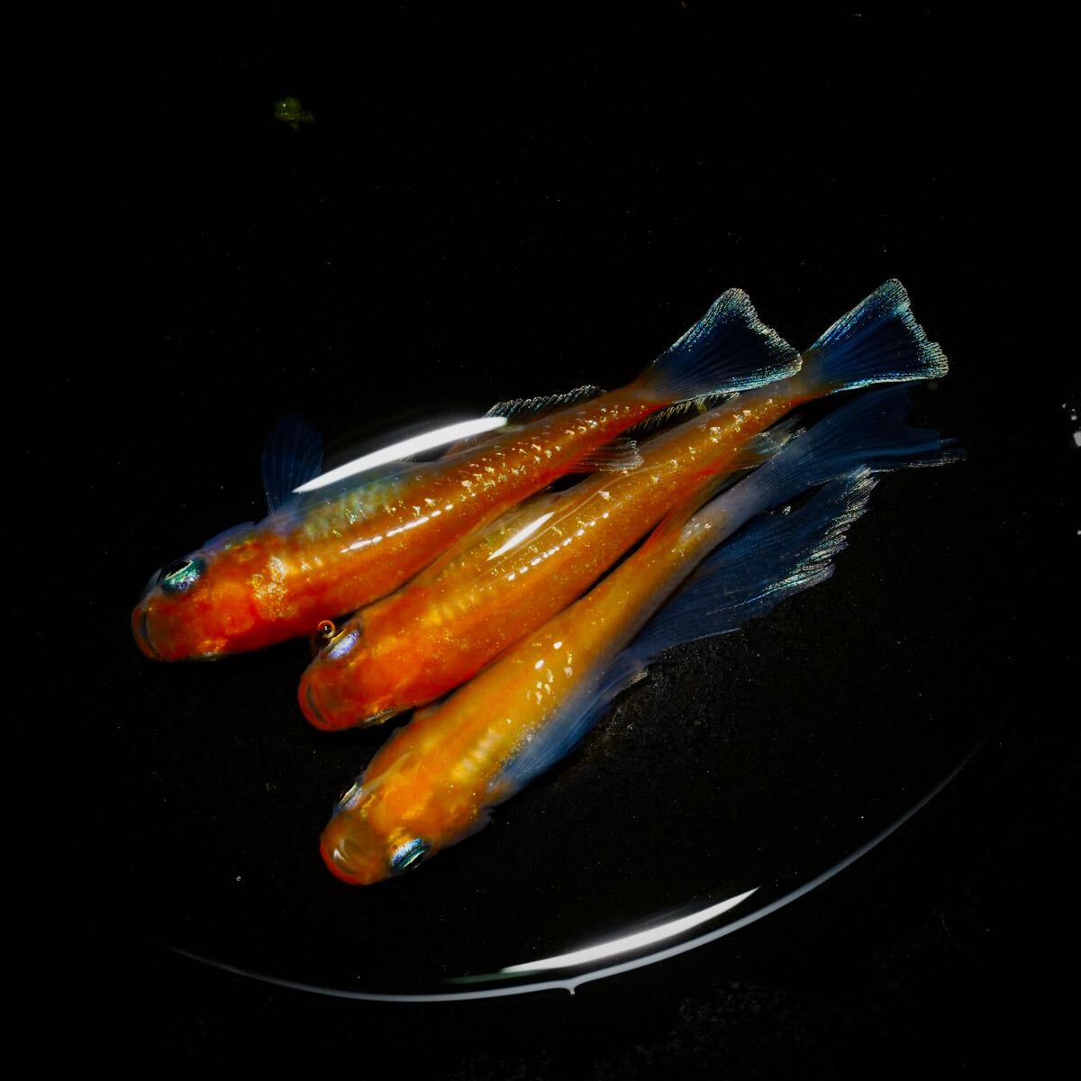 Yahoo!オークション - 《メダカ屋ジャッジ》紅マドンナリアルロングフ...