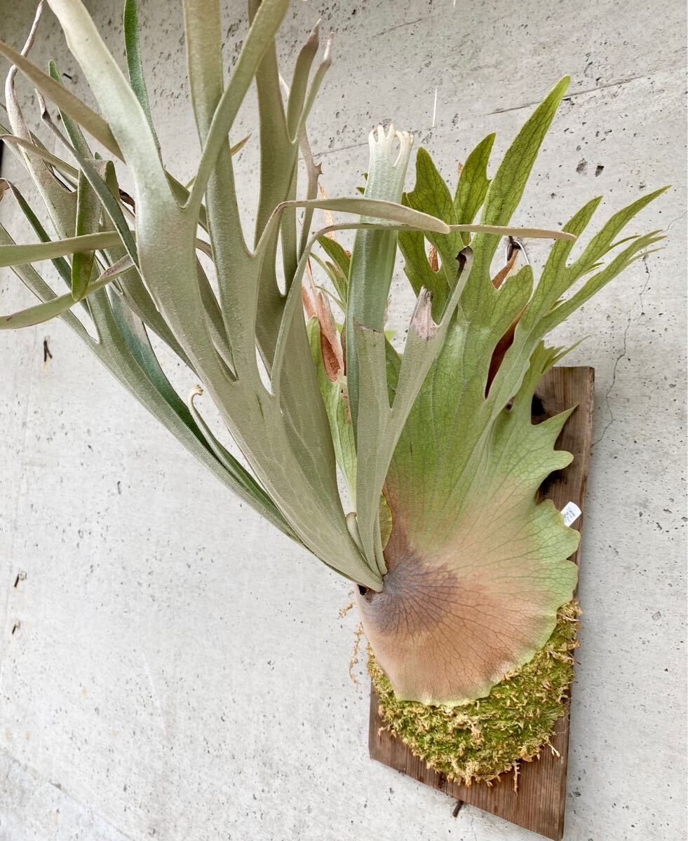 Yahoo!オークション - P.Akki 子株付 ビカクシダ コウモリラン コルク