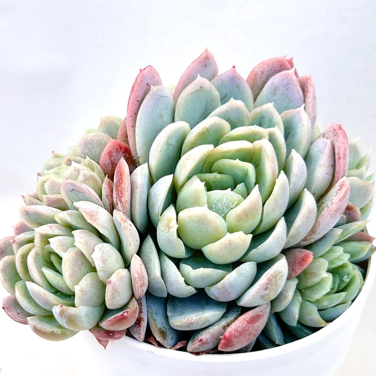 Yahoo!オークション - 【多肉植物】エケベリア・エレガンス 群生 Echev...