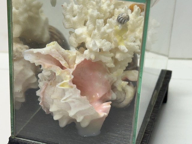 Yahoo!オークション - 【2258】 石垣島 サンゴ さんご ガラスケース入...